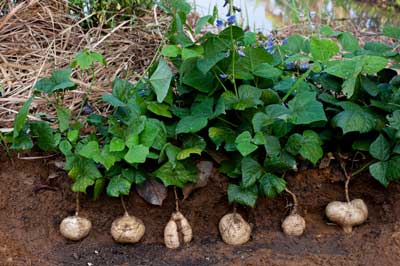 Jicama Planting Guide: When and How to Grow in Australia