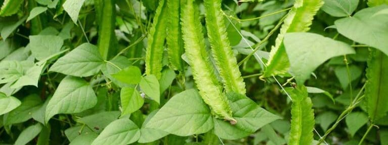 Winged Beans: How to Grow and Use This Remarkable Plant - Seedmart ...
