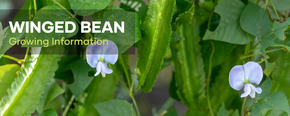 Winged Beans: How to Grow and Use This Remarkable Plant - Seedmart ...