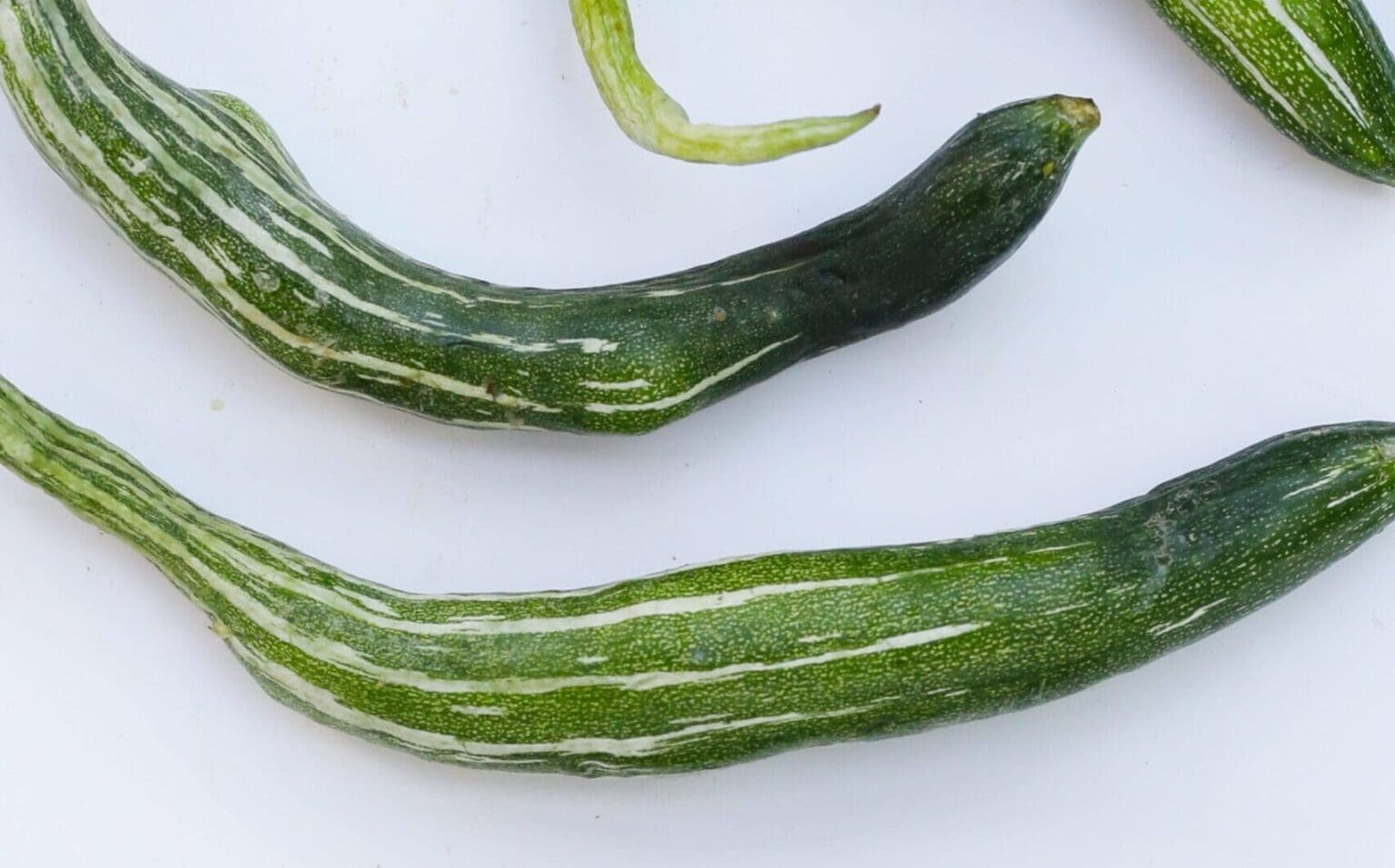 How to Grow Edible Gourds in Australia - Seedmart Australia