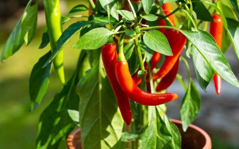 The Ultimate Guide To Chilli Varieties | Seedmart Australia