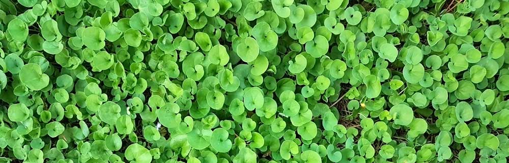 Growing and Caring for Dichondra repens from Seed